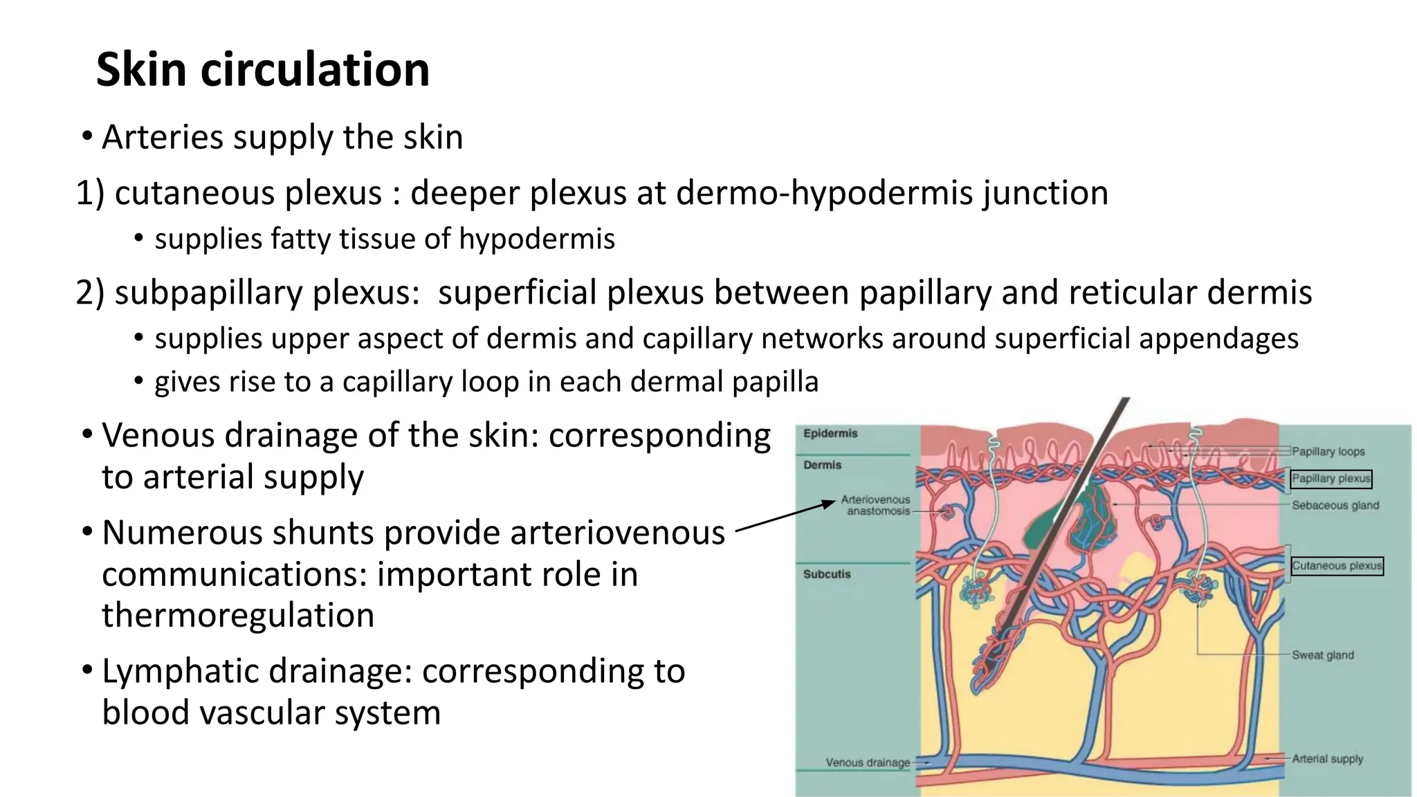 Histology of Skin anatomy and physiology | PDF