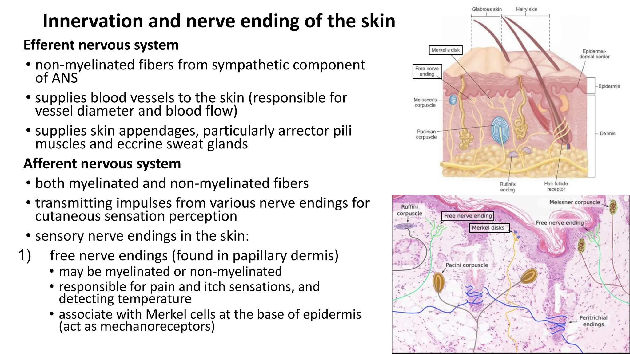Histology of Skin anatomy and physiology | PDF