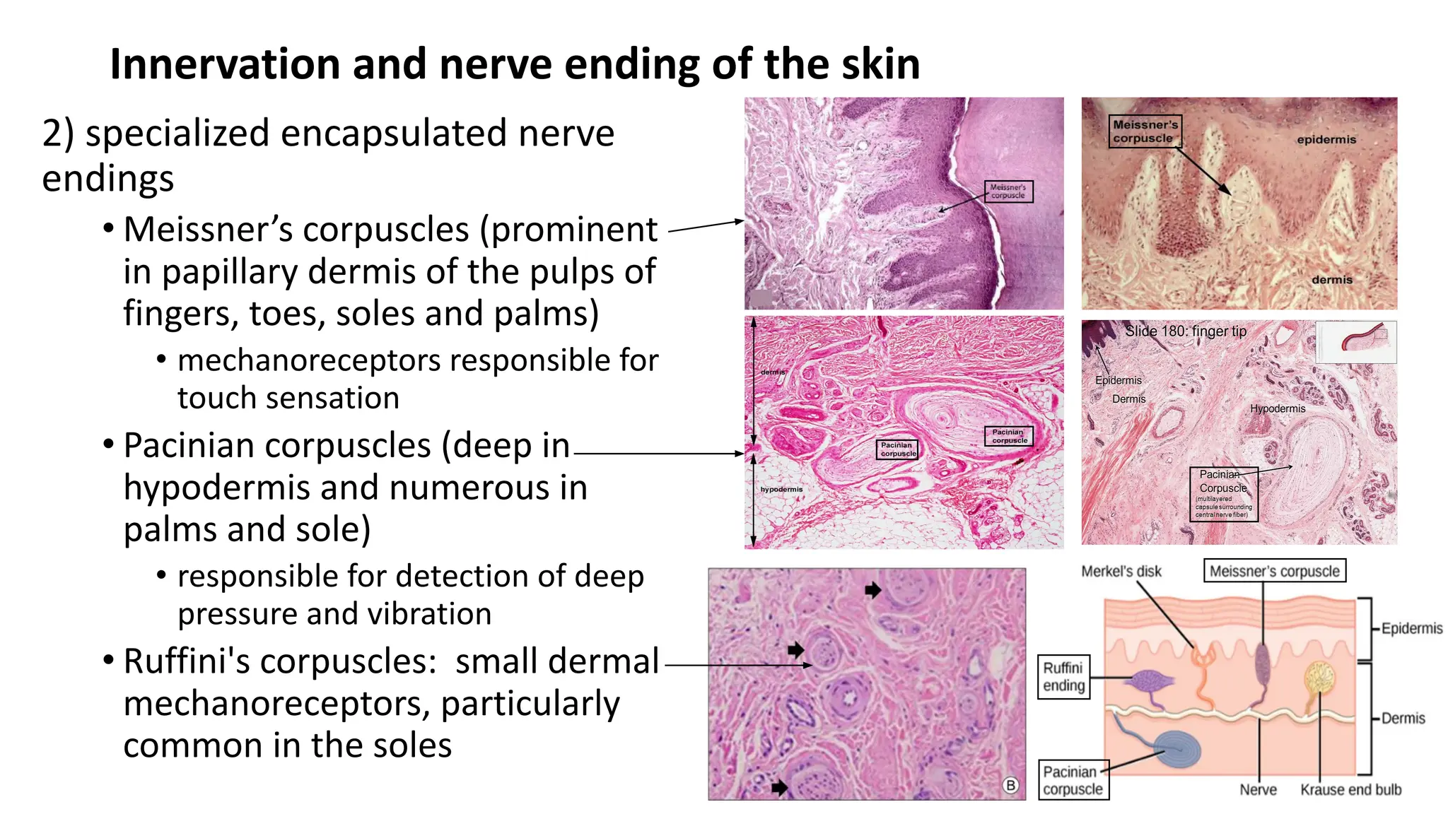 Histology of Skin anatomy and physiology | PPT