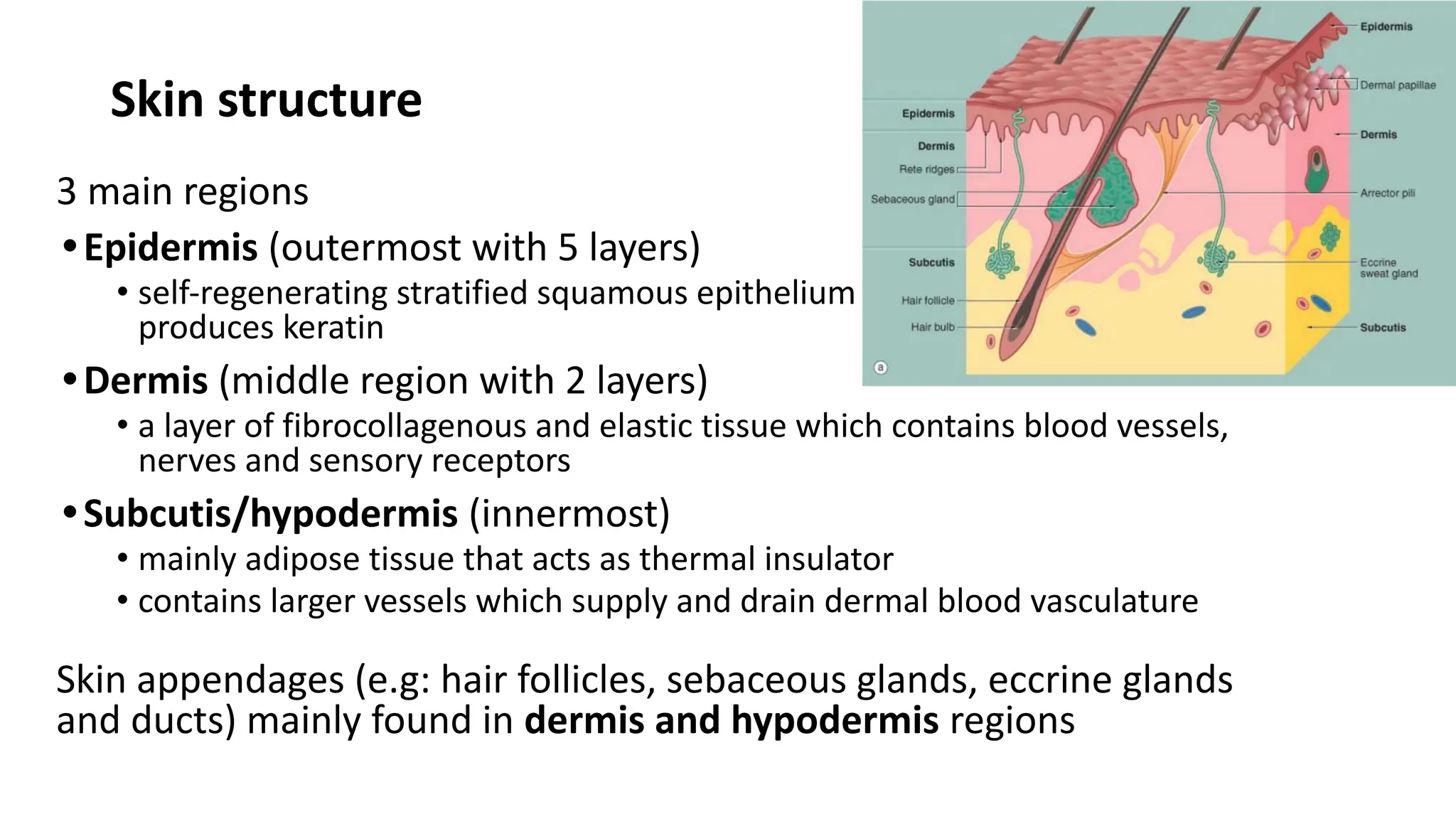 Histology of Skin anatomy and physiology | PDF