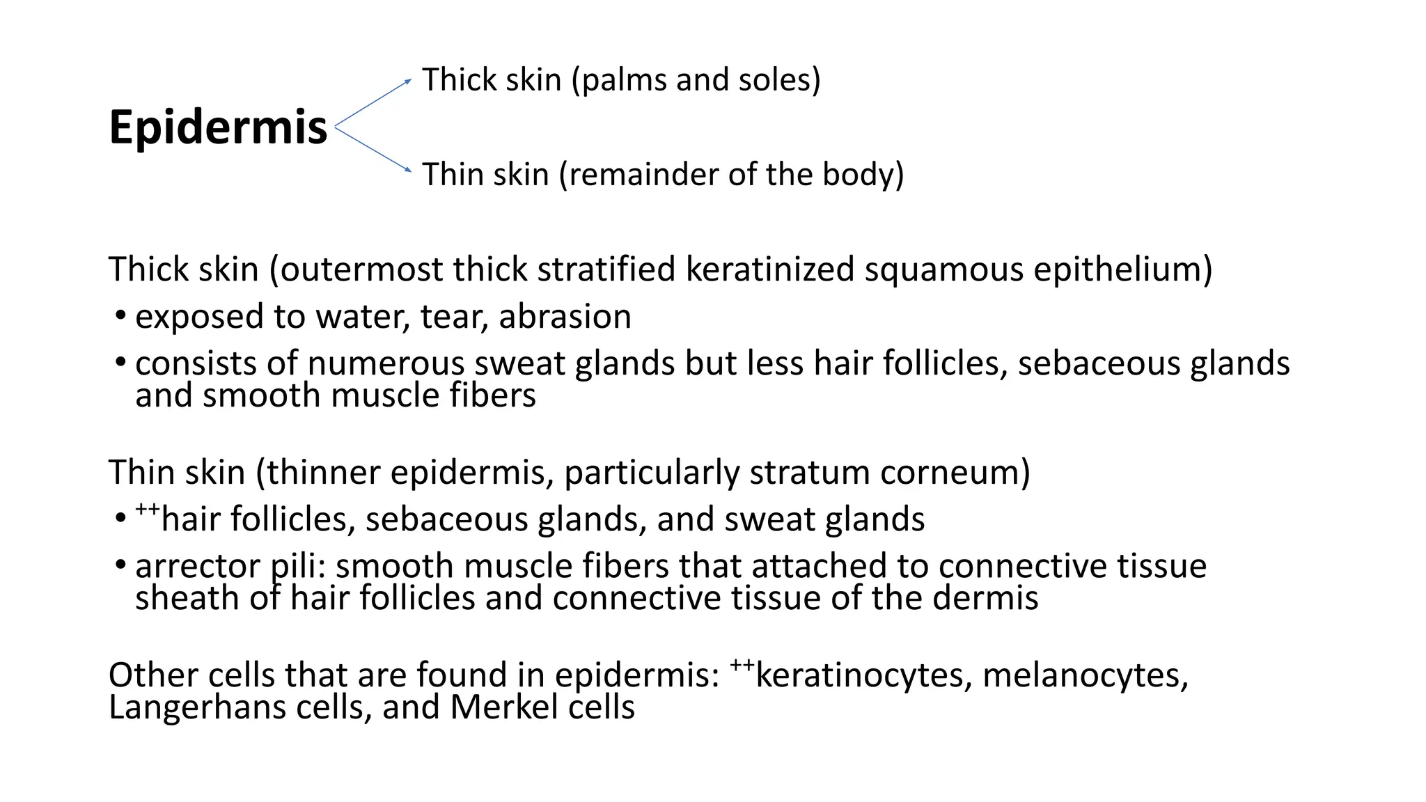 Histology of Skin anatomy and physiology | PDF