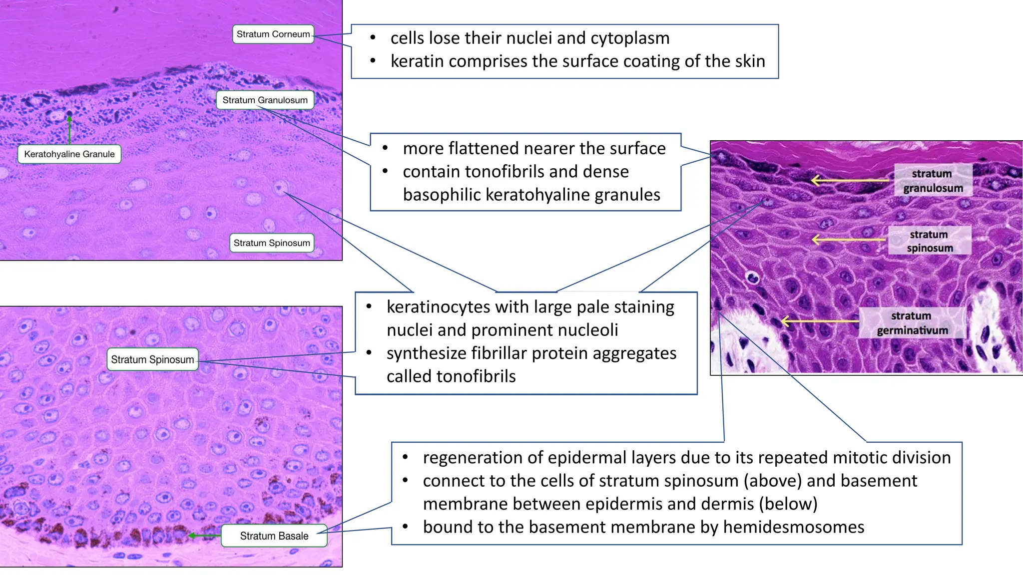 Histology of Skin anatomy and physiology | PPT