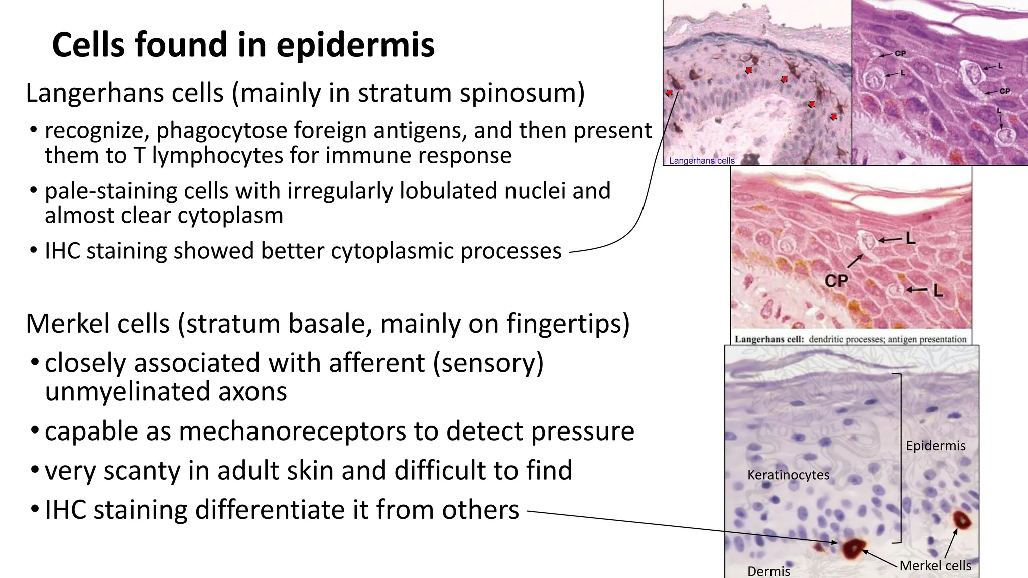Histology of Skin anatomy and physiology | PPT