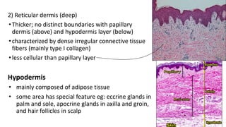 Histology of Skin anatomy and physiology | PDF