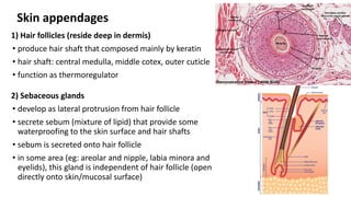 Histology of Skin anatomy and physiology | PDF