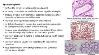 Histology of Skin anatomy and physiology | PDF