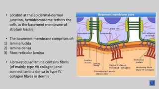 Histology of Skin anatomy and physiology | PDF