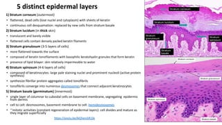 Histology of Skin anatomy and physiology | PPT