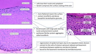 Histology of Skin anatomy and physiology | PPT