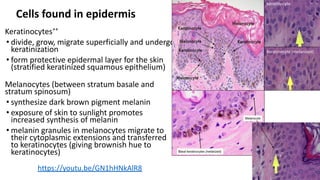 Histology of Skin anatomy and physiology | PDF