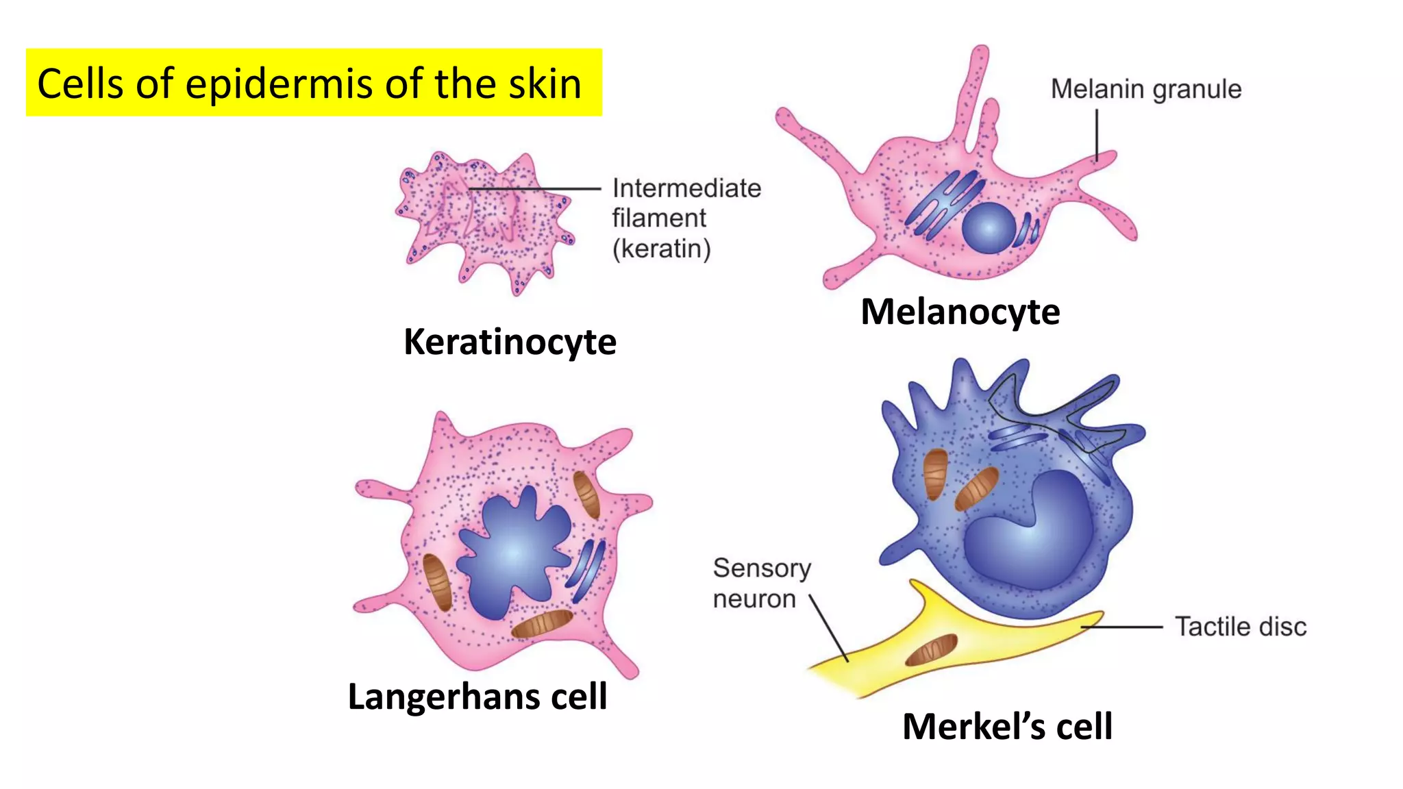 Histology of skin and its appendages. | PDF