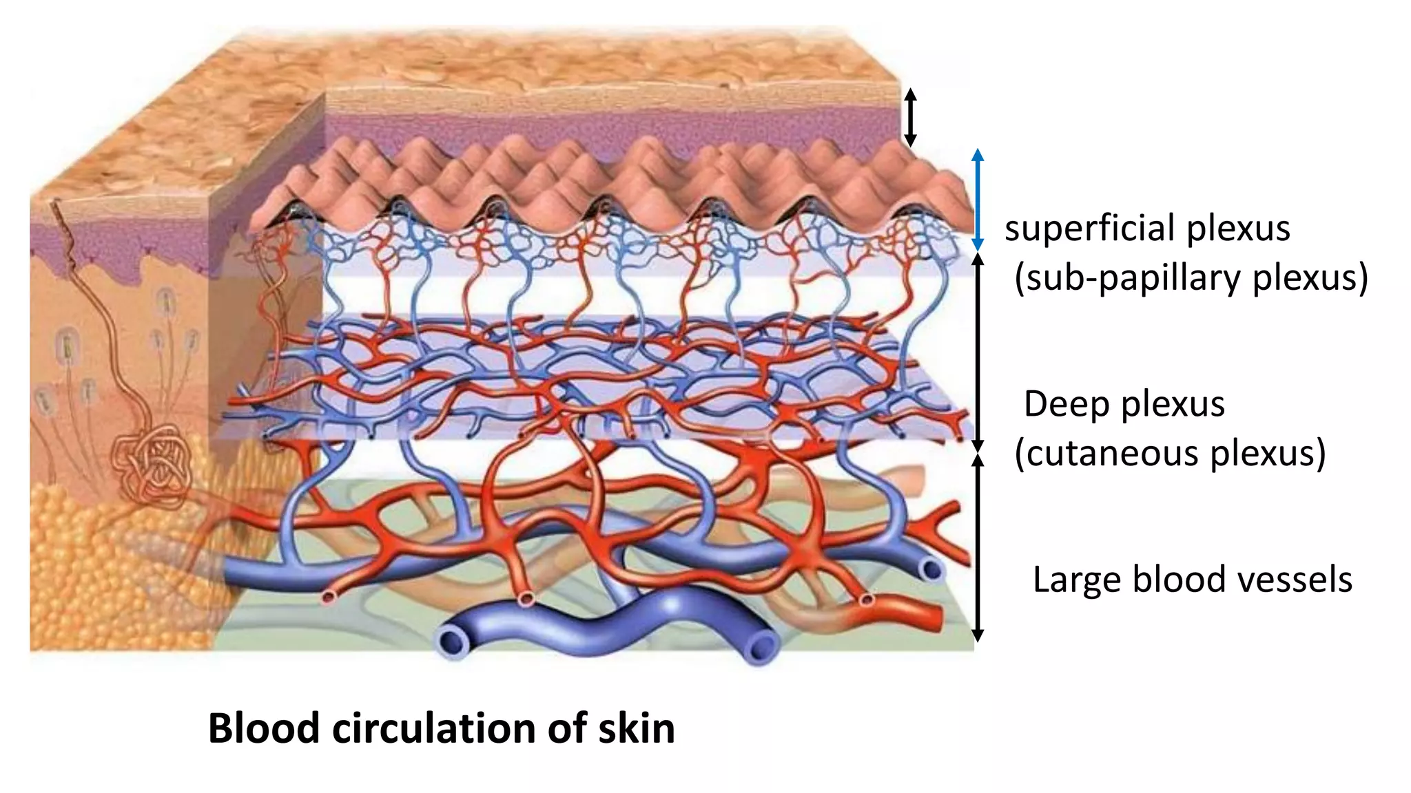 Histology of skin and its appendages. | PDF