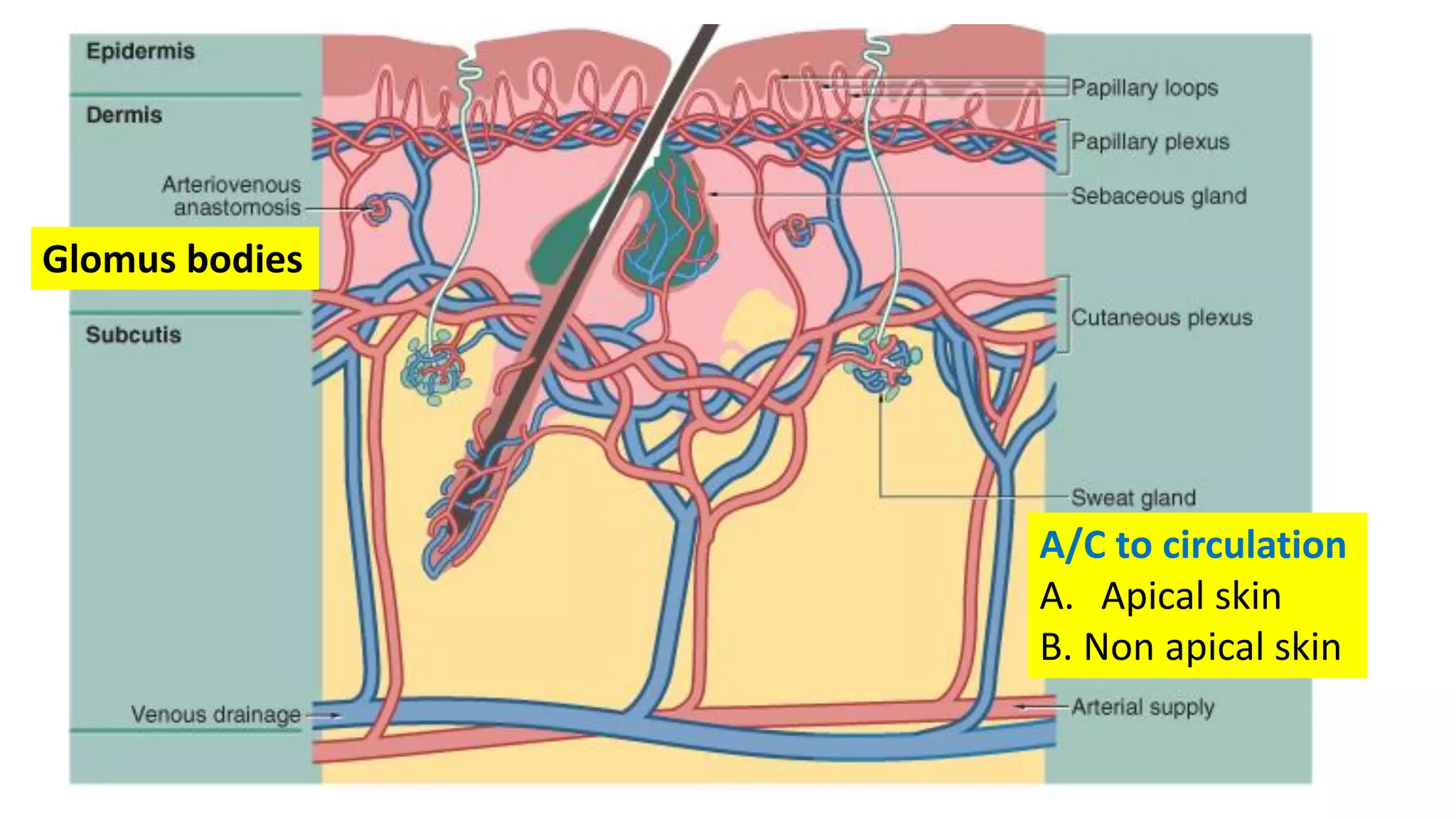 Histology of skin and its appendages. | PDF