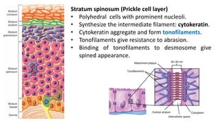 Histology of skin and its appendages. | PDF
