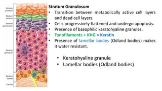 Histology of skin and its appendages. | PDF