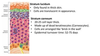 Histology of skin and its appendages. | PDF