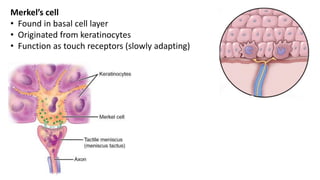 Histology of skin and its appendages. | PDF
