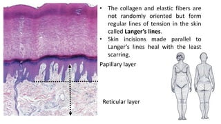 Histology of skin and its appendages. | PDF