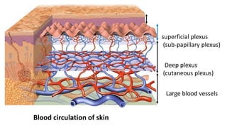 Histology of skin and its appendages. | PDF