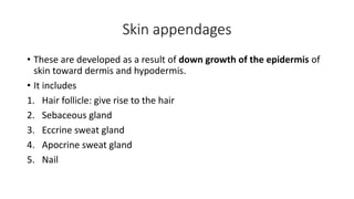 Histology of skin and its appendages. | PDF