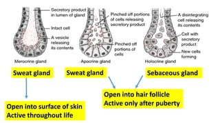 Histology of skin and its appendages. | PDF