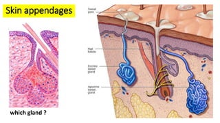 Histology of skin and its appendages. | PDF