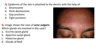 Histology of skin and its appendages. | PDF