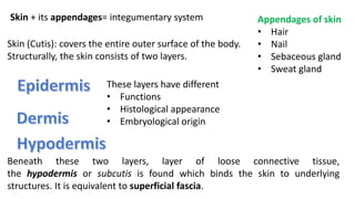 Histology of skin and its appendages. | PDF