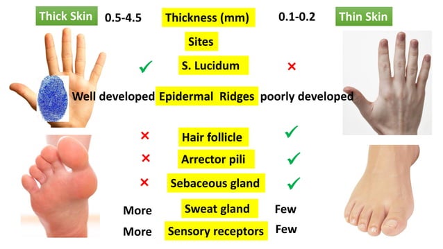 Histology of skin and its appendages. | PDF