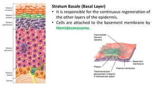 Histology of skin and its appendages. | PDF