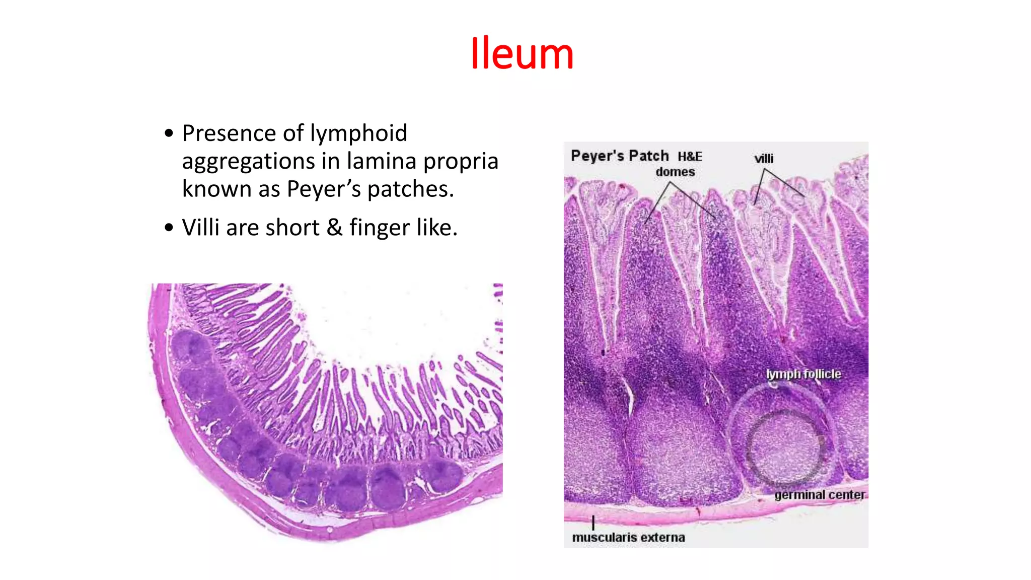 Histology of Small Intestine.pptx
