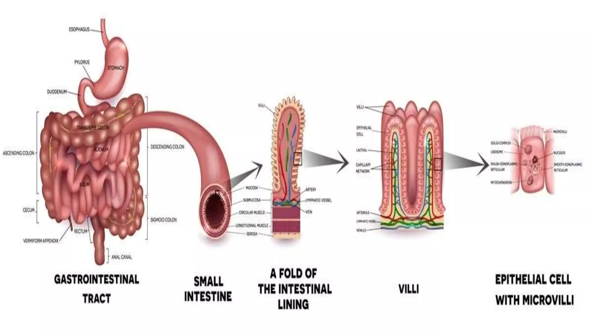 Histology of Small Intestine.pptx