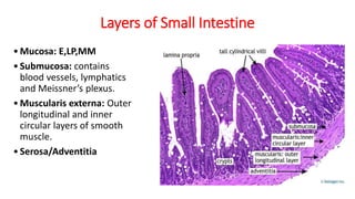 Histology of Small Intestine.pptx