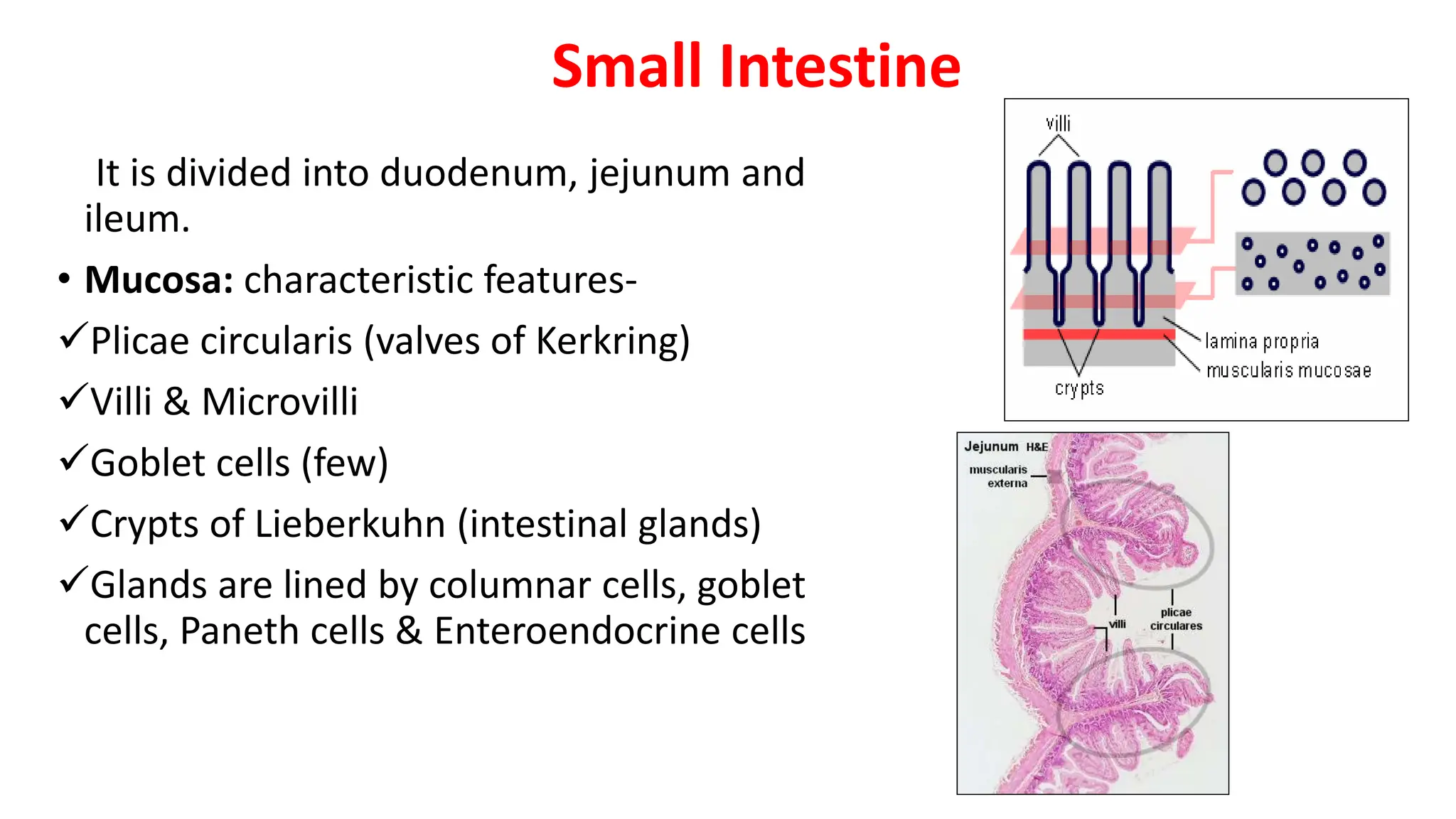 Histology/Micro Anatomy of Small Intestine.pptx