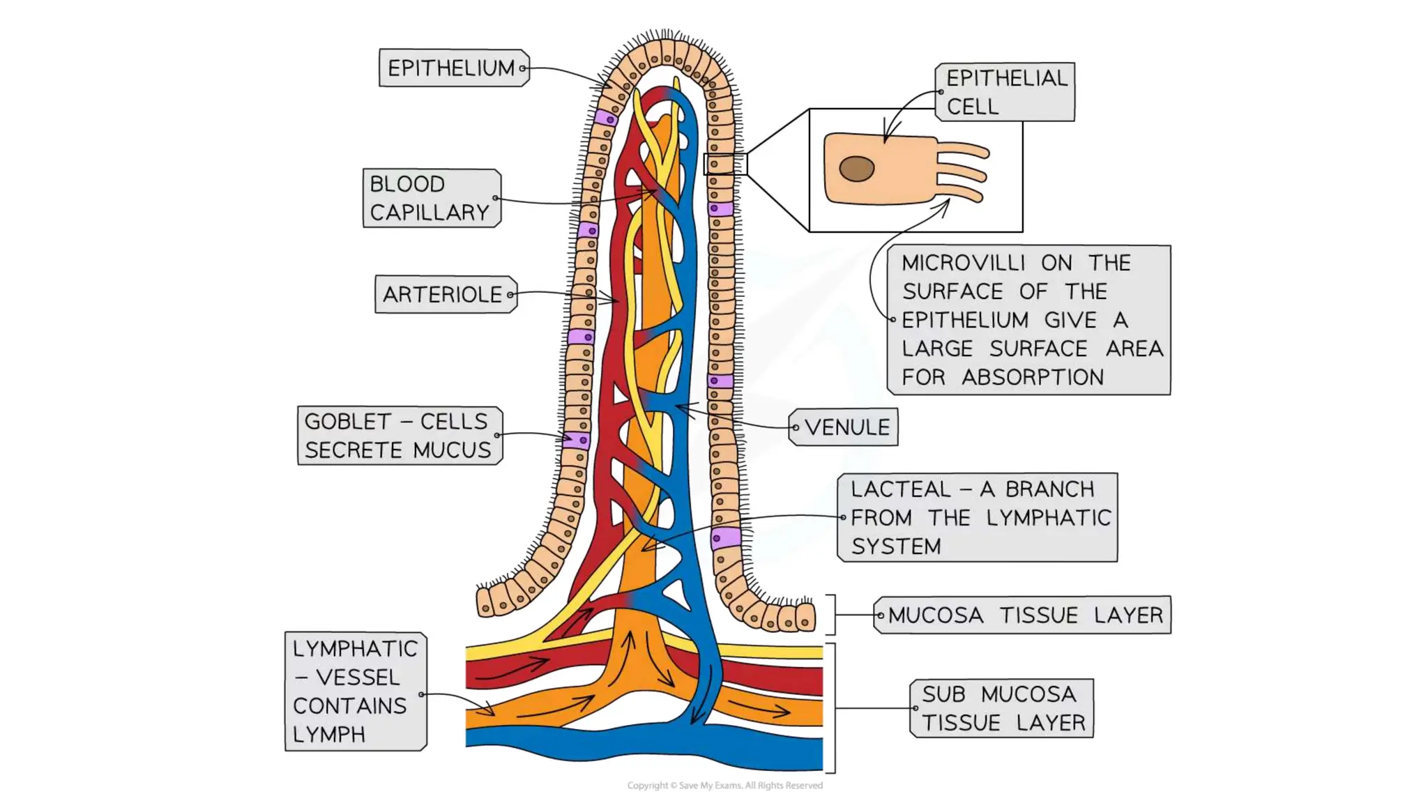 Histology/Micro Anatomy of Small Intestine.pptx