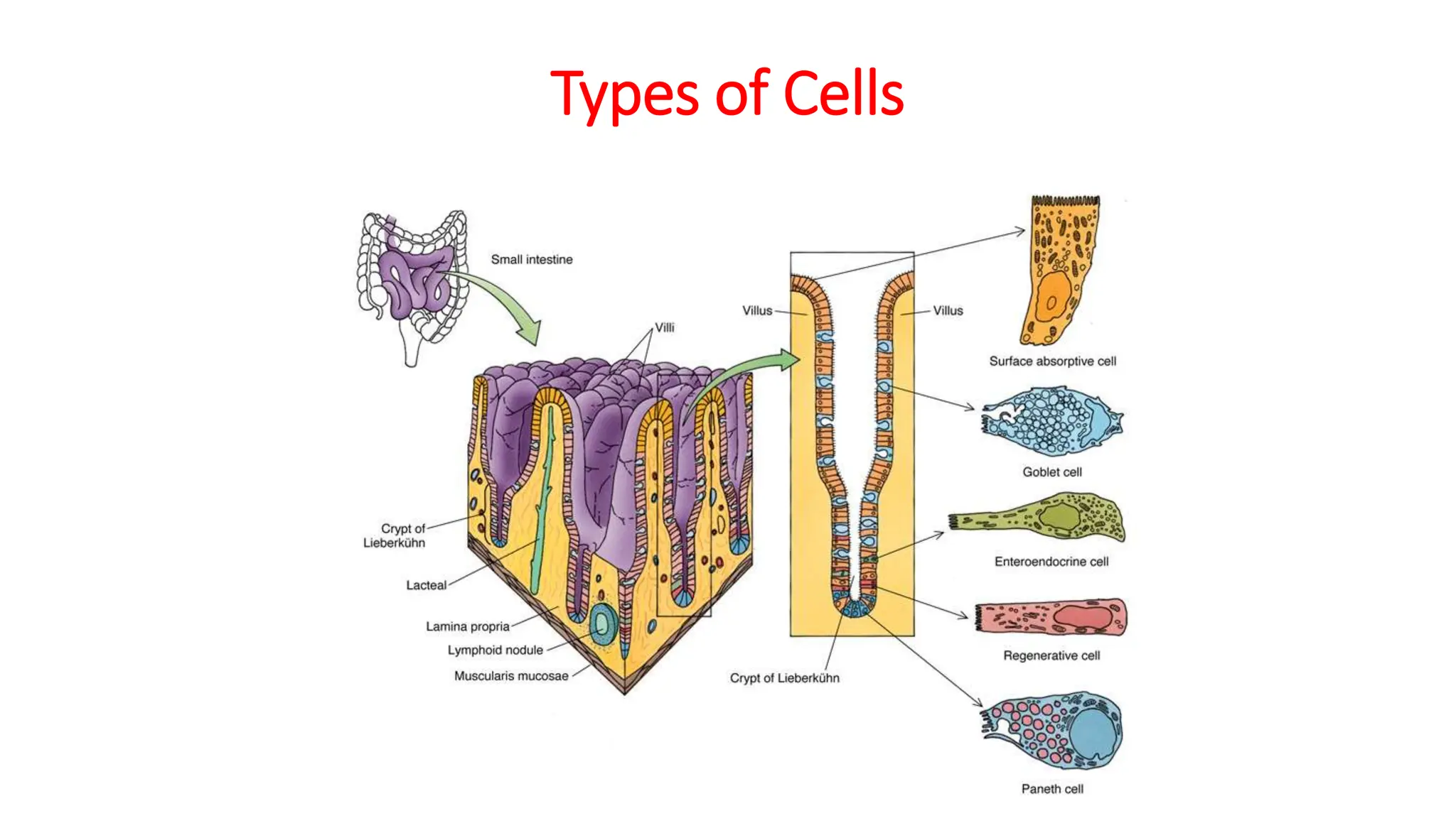 Histology/Micro Anatomy of Small Intestine.pptx