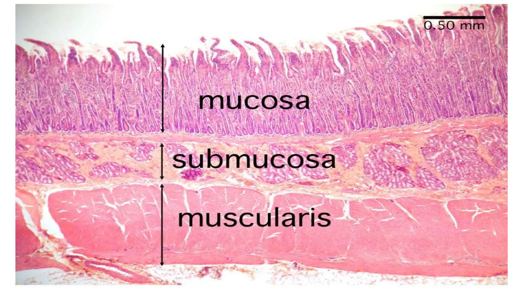 Histology/Micro Anatomy of Small Intestine.pptx
