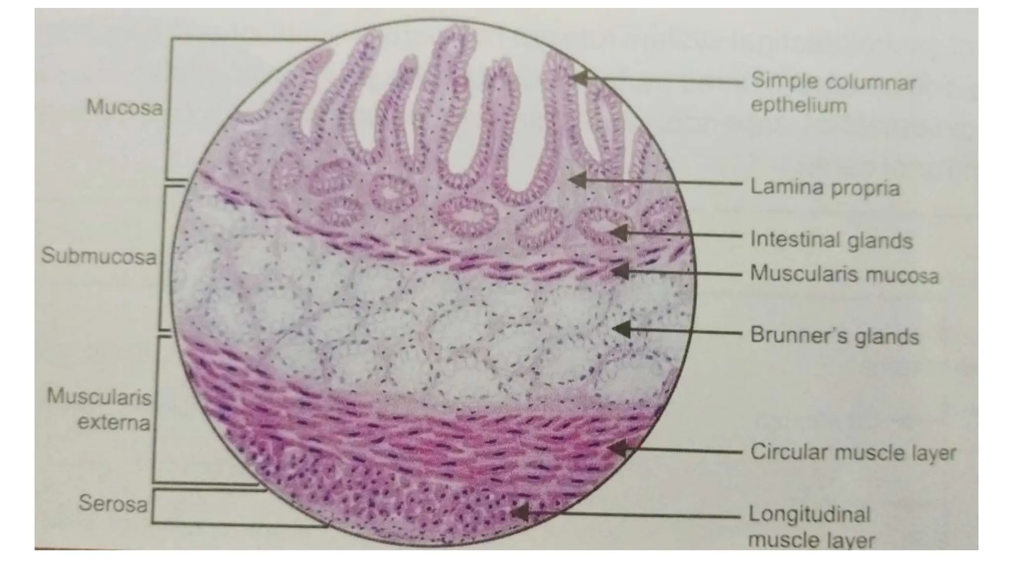 Histology/Micro Anatomy of Small Intestine.pptx