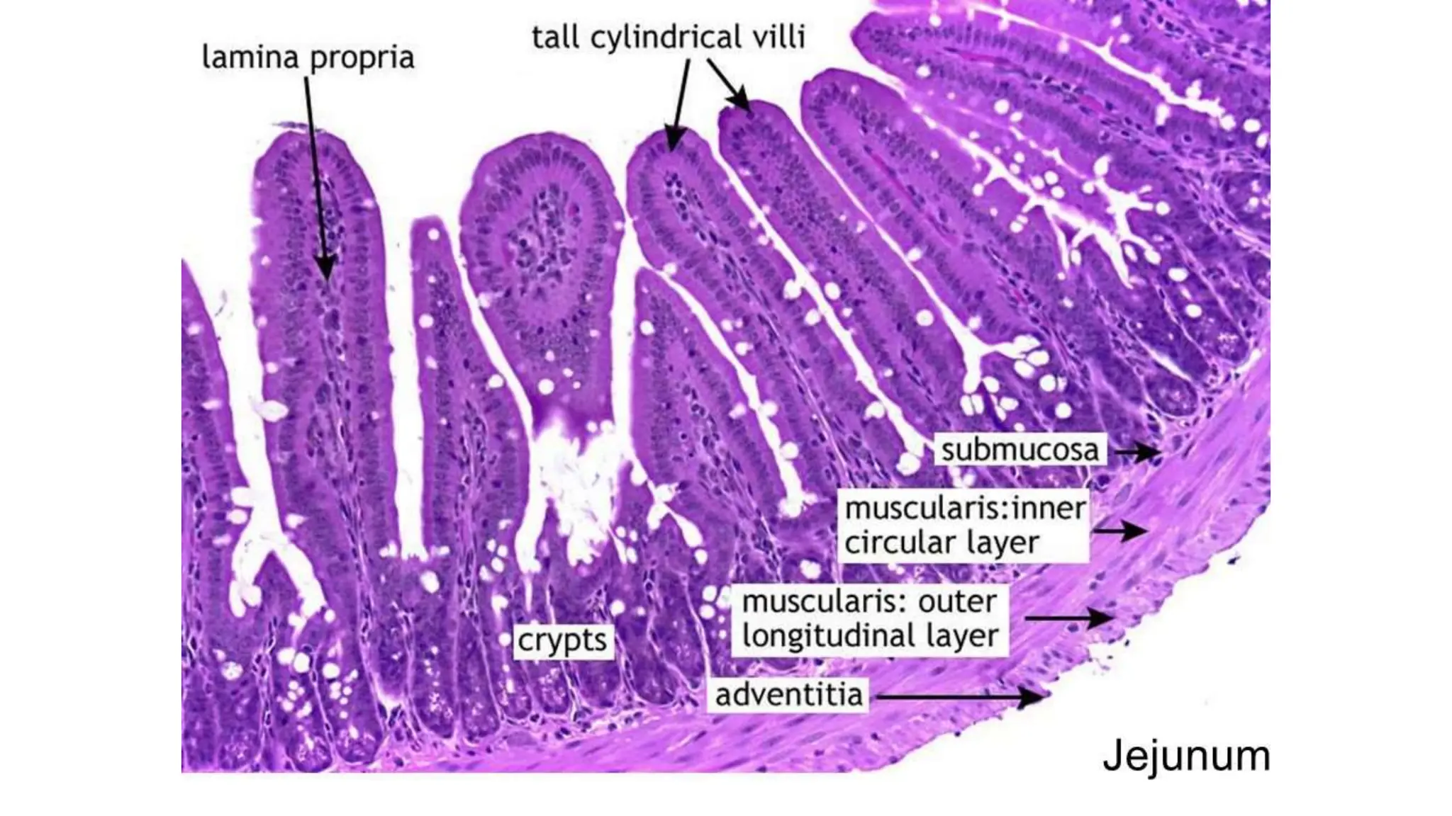 Histology/Micro Anatomy of Small Intestine.pptx