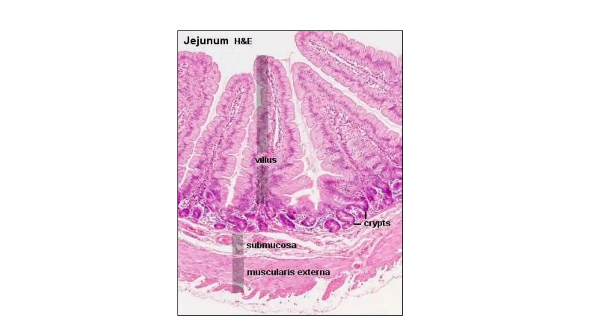 Histology/Micro Anatomy of Small Intestine.pptx