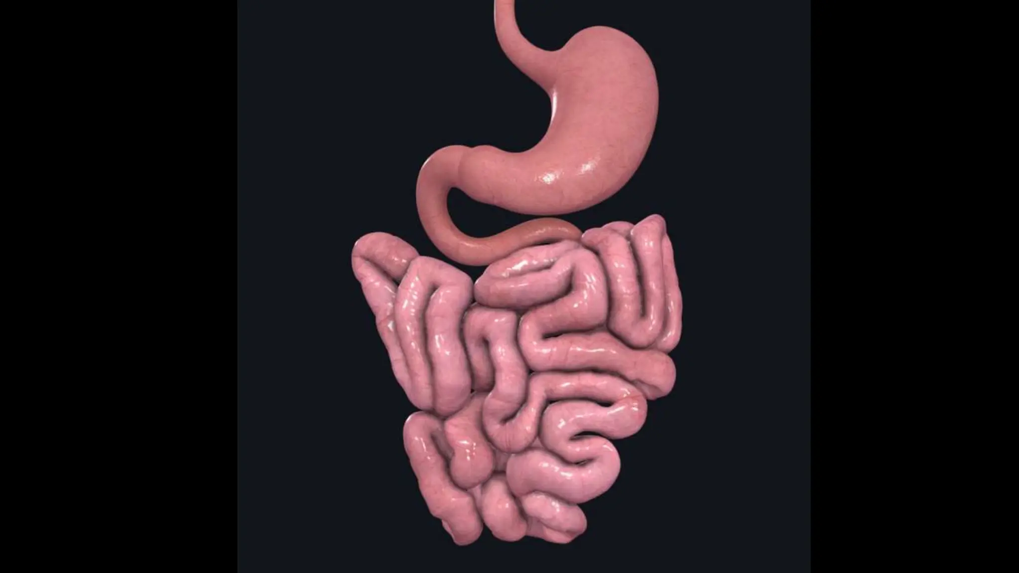 Histology/Micro Anatomy of Small Intestine.pptx