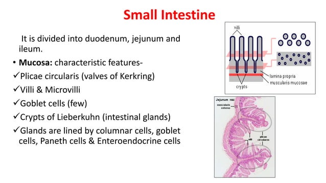 Histology/Micro Anatomy of Small Intestine.pptx