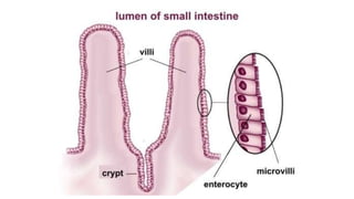 Histology/Micro Anatomy of Small Intestine.pptx
