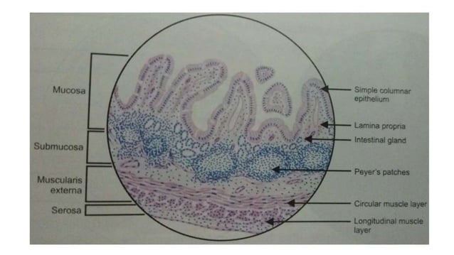 Histology/Micro Anatomy of Small Intestine.pptx