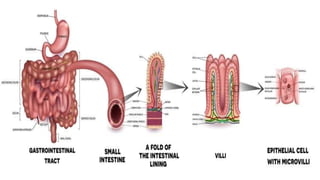 Histology/Micro Anatomy of Small Intestine.pptx