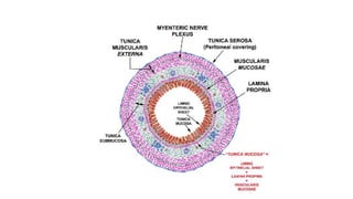 Histology/Micro Anatomy of Small Intestine.pptx