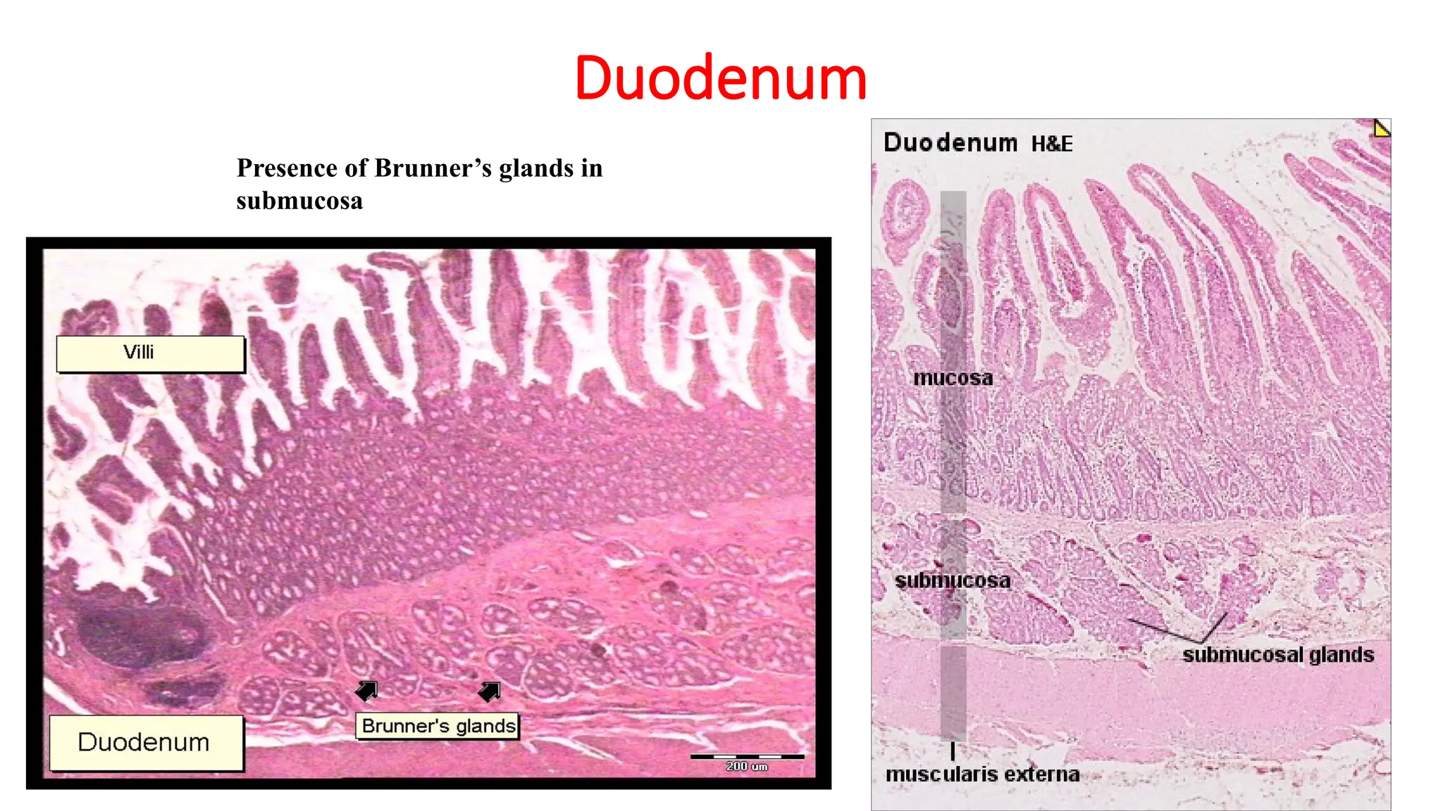 Histology of Small Intestine.pptx