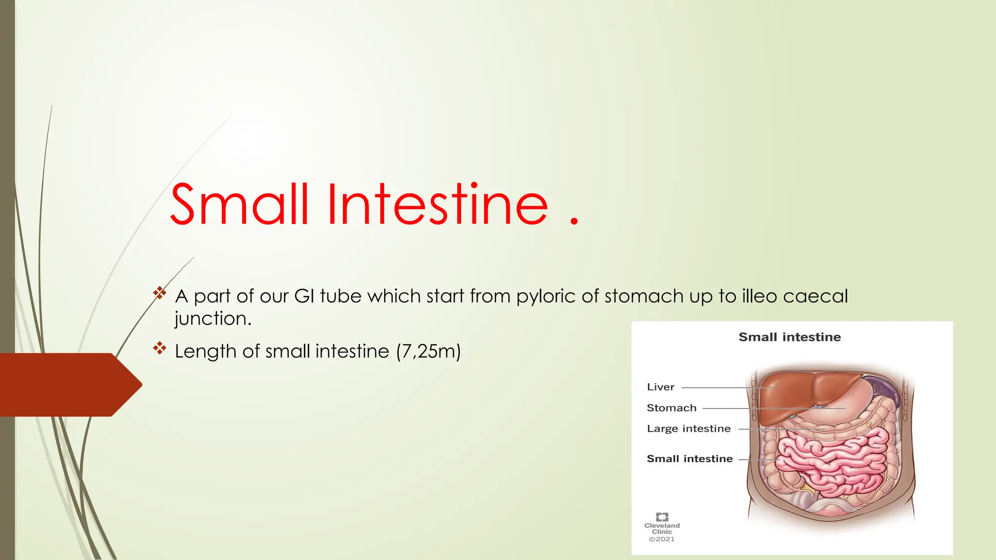 histology of Small Intestine.pptxdydydyd | PPTX