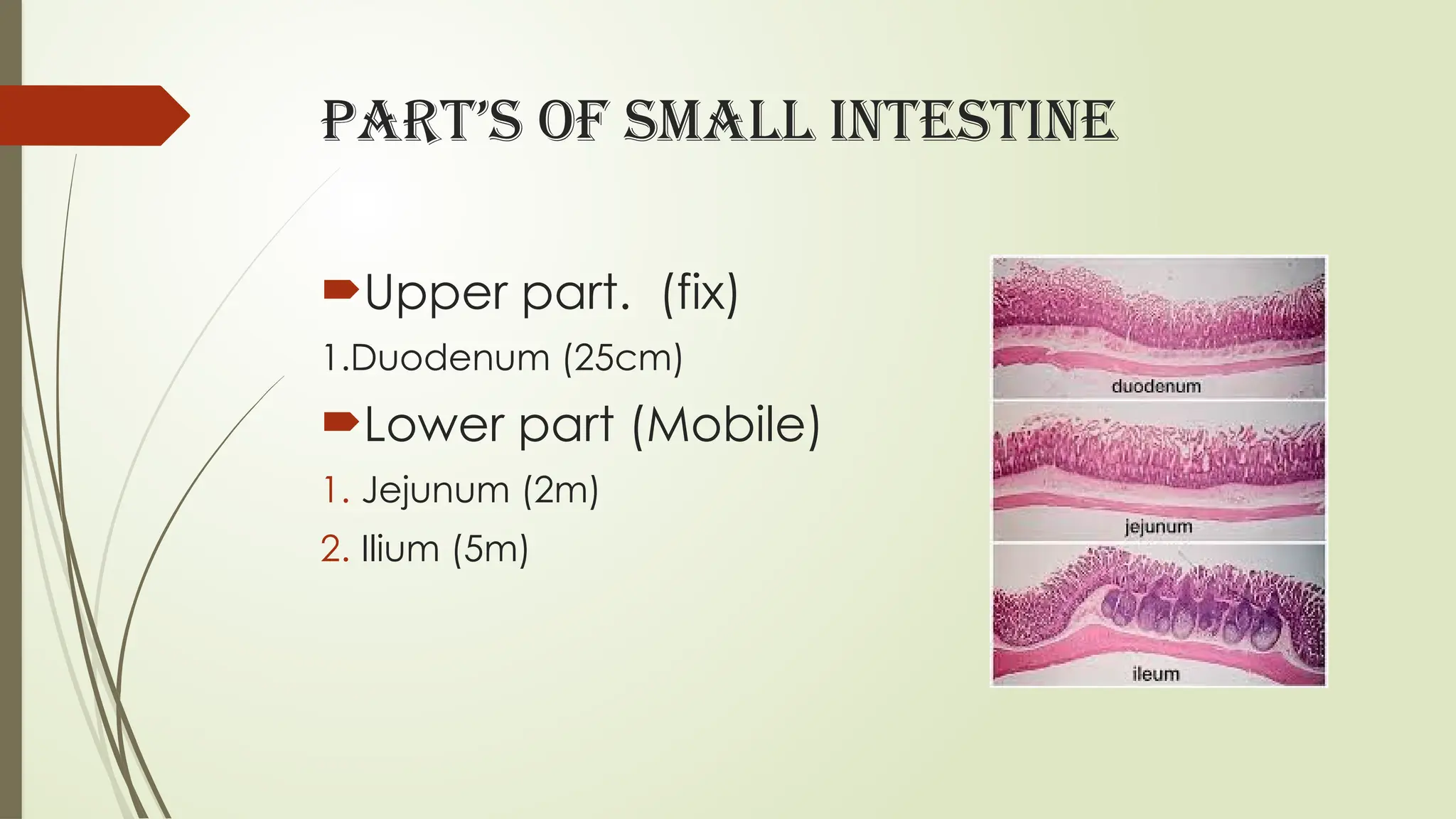histology of Small Intestine.pptxdydydyd | PPTX