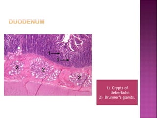 Histology of small intestine | PPTX